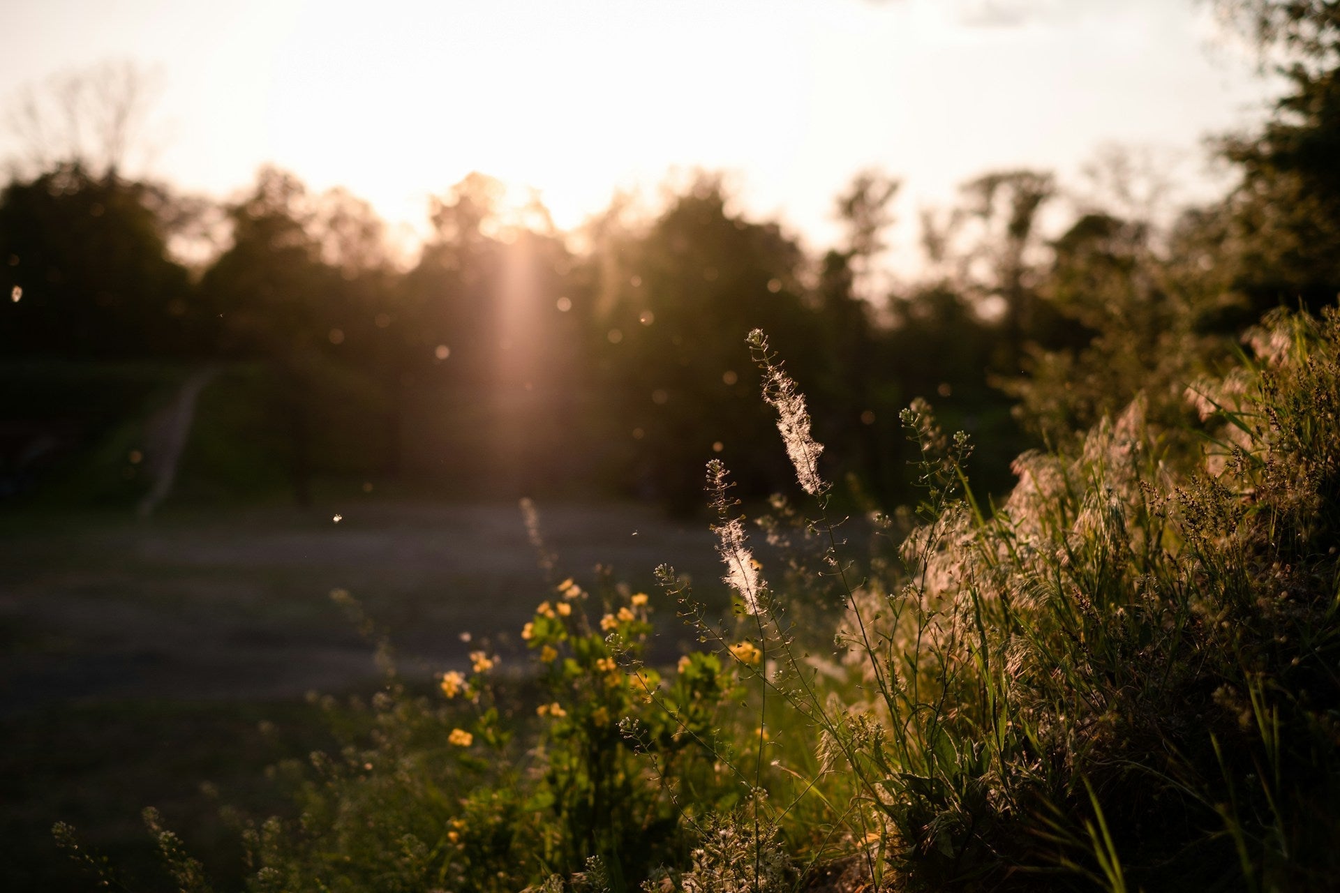 Allergiekalender: Wann fliegen welche Pollen? – PRObiom®
