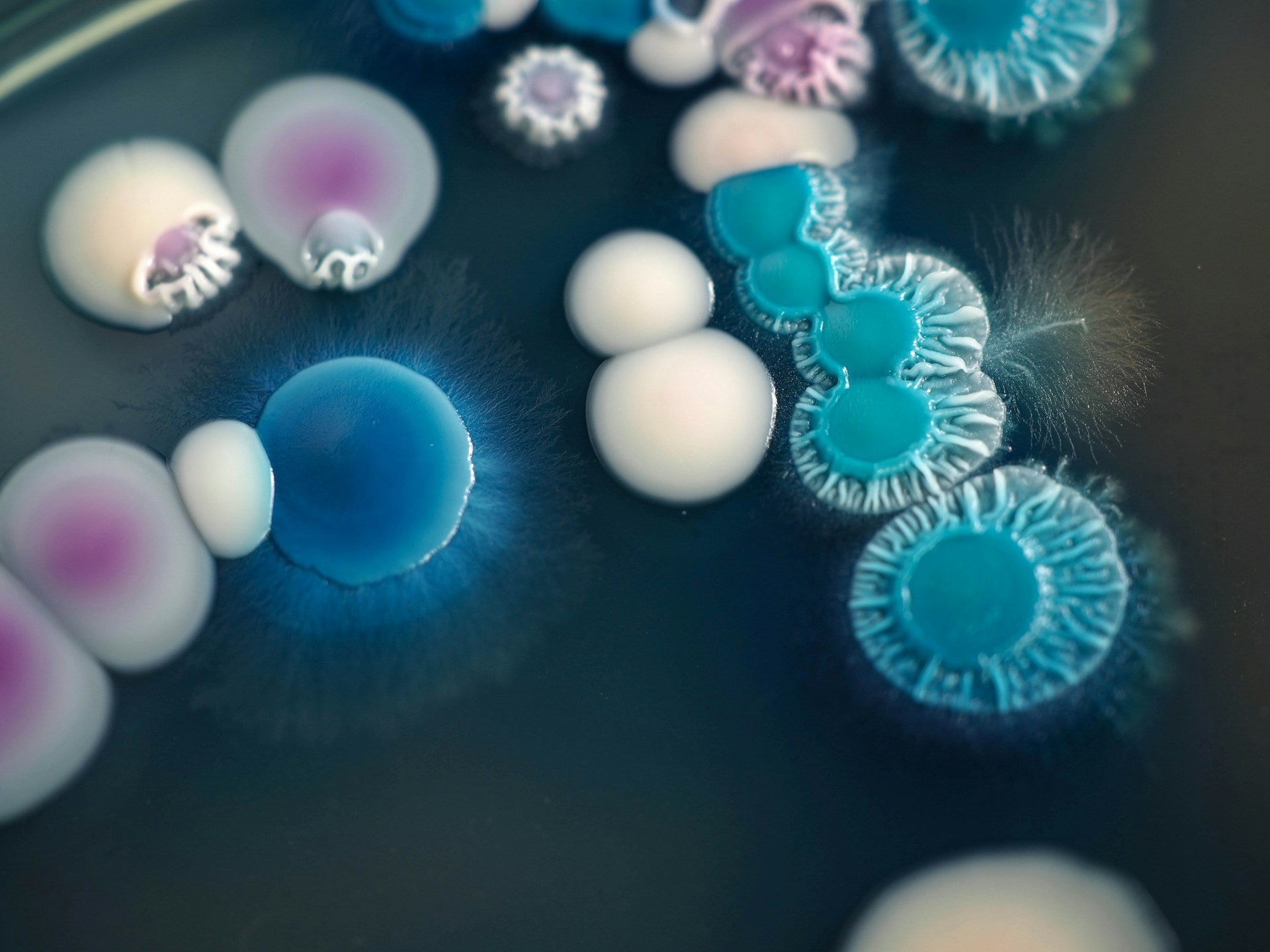 Candida Albicans: Wenn der Hefepilz außer Kontrolle gerät – PRObiom