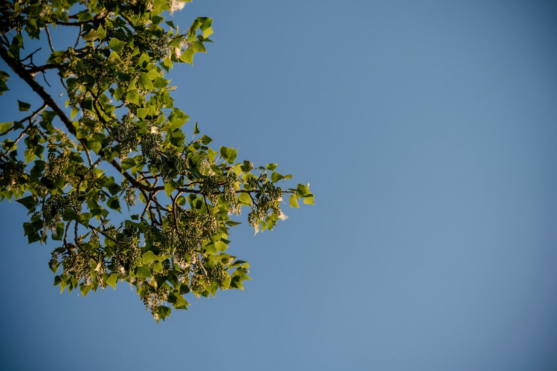 Cross-allergy: Symptoms, causes, treatment & large overview table – PRObiom